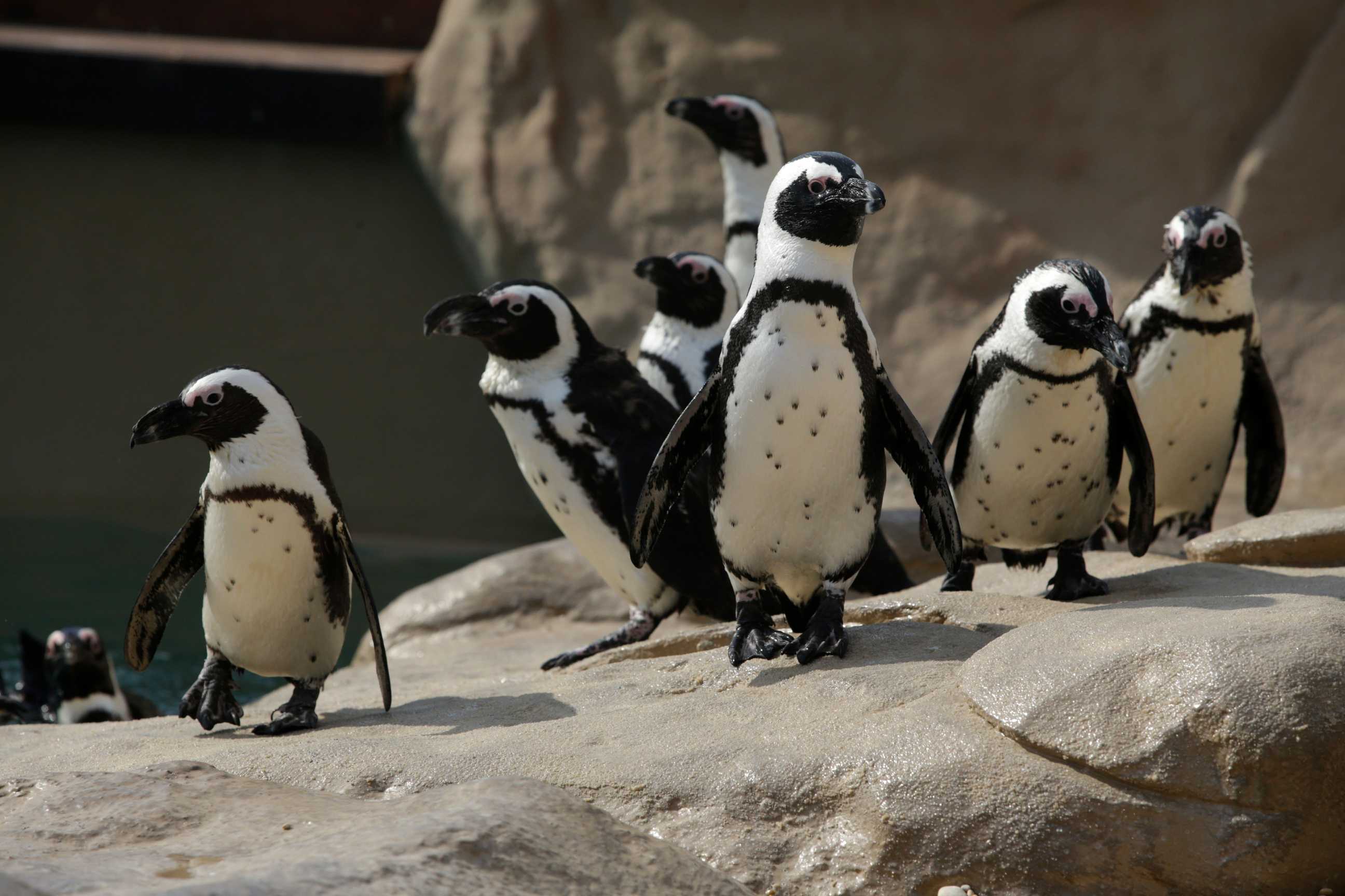 EEP page - African penguin EEP