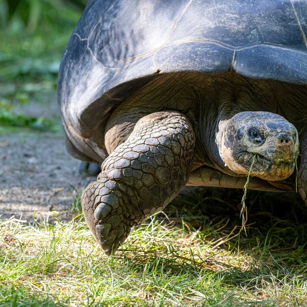 Healthy animal populations