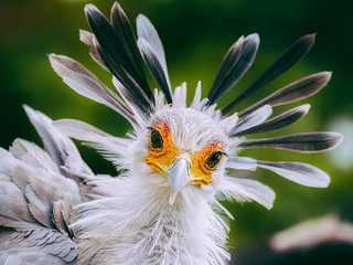 EEP page - Secretary Birds