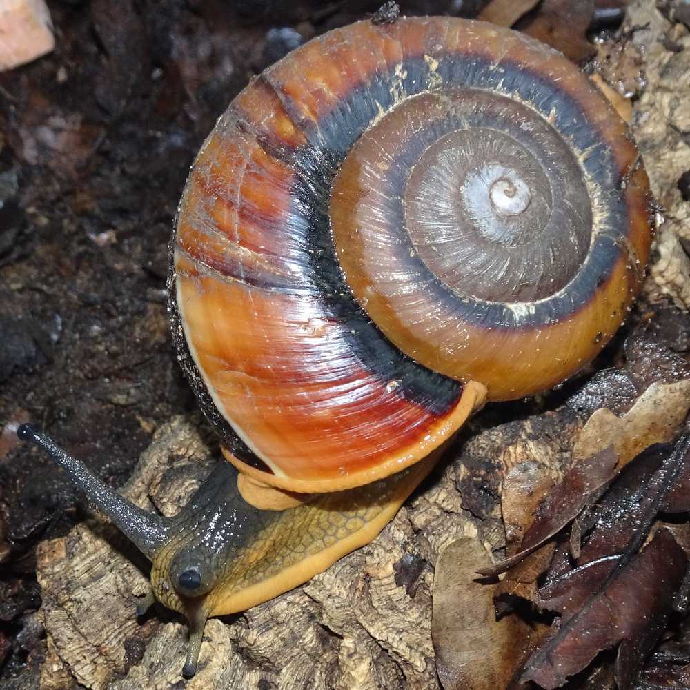 EAZA's action in the field